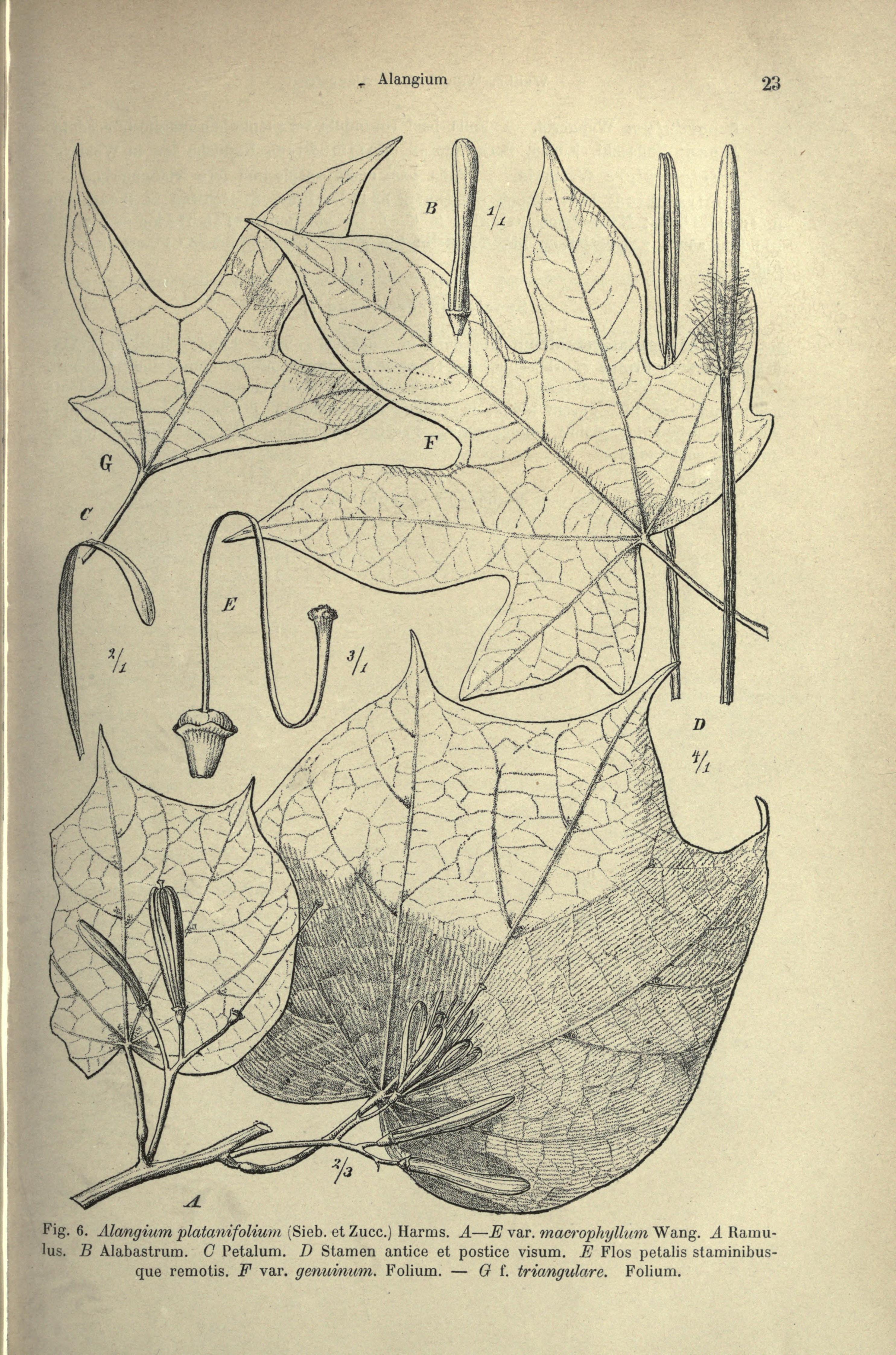 AWE - Alangium platanifolium