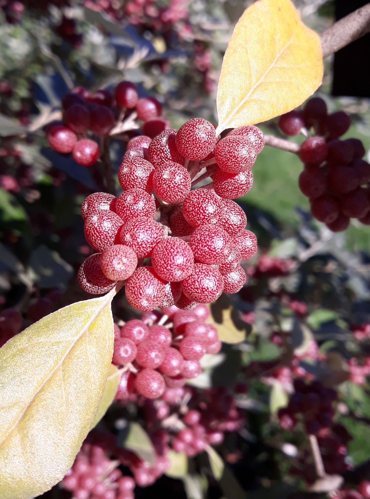AWE - Elaeagnus umbellata - pirostermésű ezüstfa