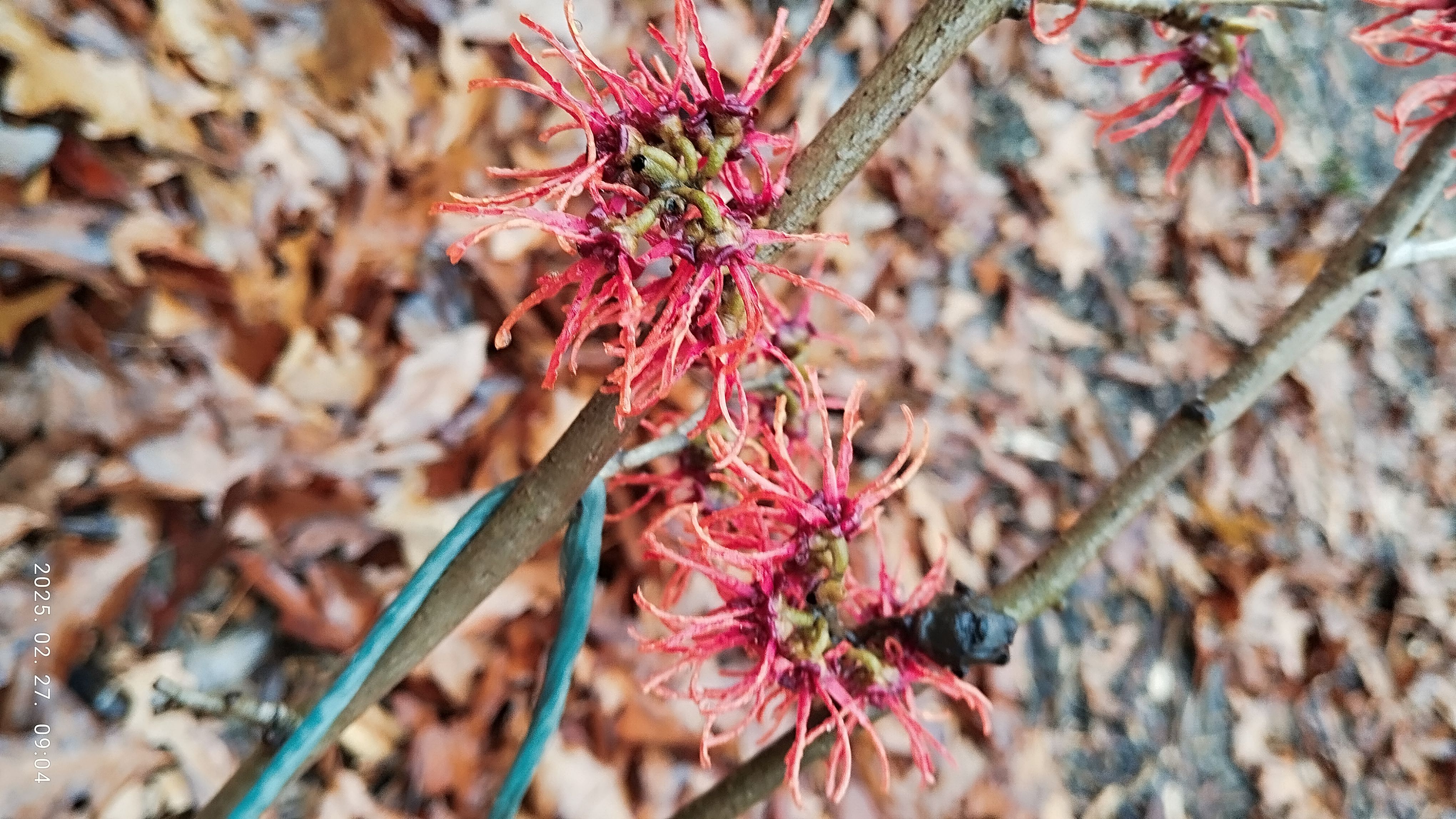 AWE - Hamamelis × intermedia 'Rubin'